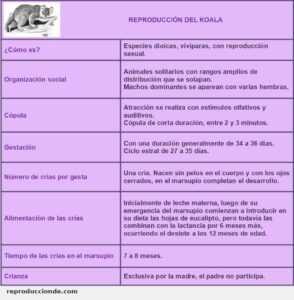 Reproducción del koala, gestación y desarrollo de las crías