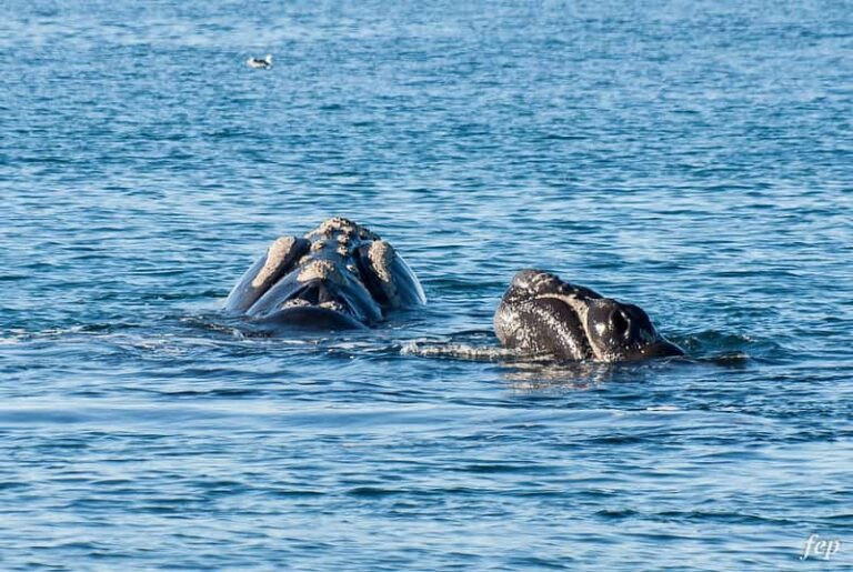 Reproducción de las ballenas, cómo nacen, gestación y parto