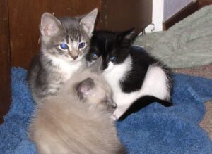 Reproducción del gato, ciclos, apareamiento y gestación