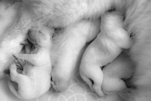 Reproducción del perro, fases del celo, gestación y parto